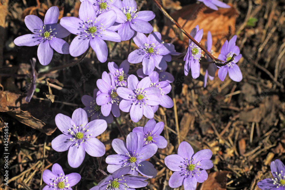 Leberblümchen (Hepatica nobilis, Anemone hepatica, Hepatica triloba ...