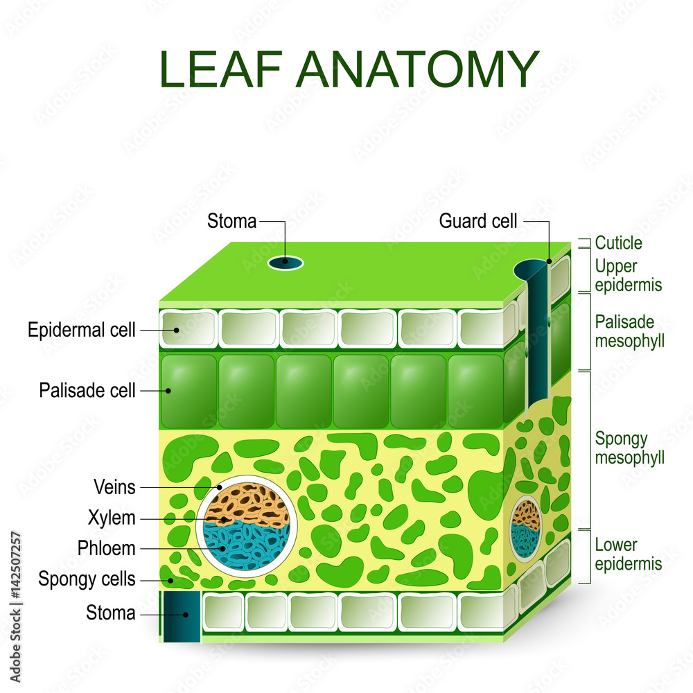 Leaf Anatomy Vector Diagram Stock Vector Adobe Stock Leaf Anatomy Vector Diagram Stock Vector Adobe Stock