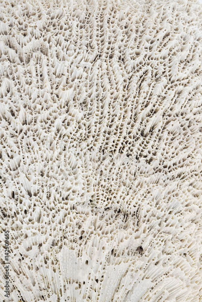 Coral texture / Abstract texture background of white coral. Stock Photo ...