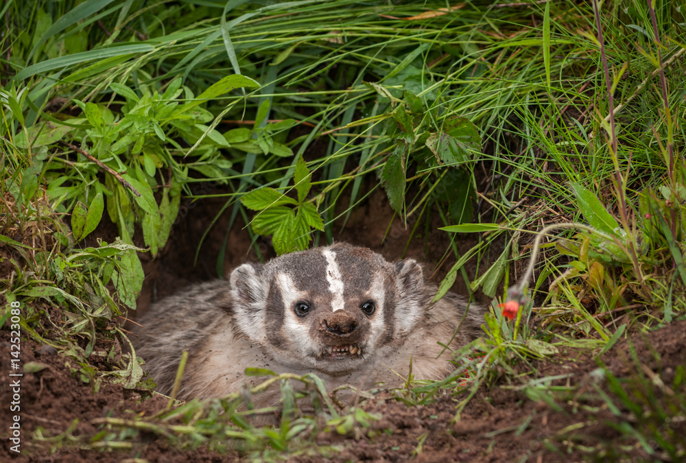 North American Badger (Taxidea taxus) Bares Teeth Stock Photo | Adobe Stock
