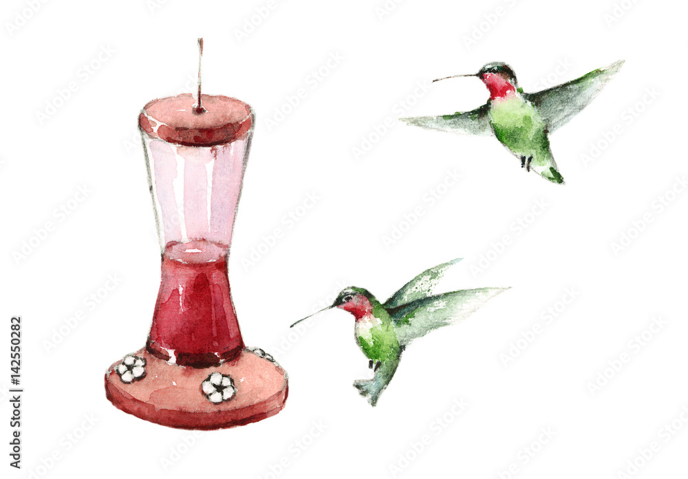 Watercolor Birds Hummingbirds Flying Around the Feeder Hand Drawn ...