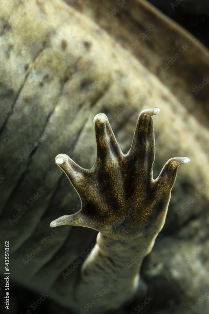 Axolotl hind paw. Photos | Adobe Stock