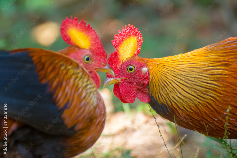 Sri Lankan Jungle Fowl. Sri Lankan jungle fowl is a member of the ...