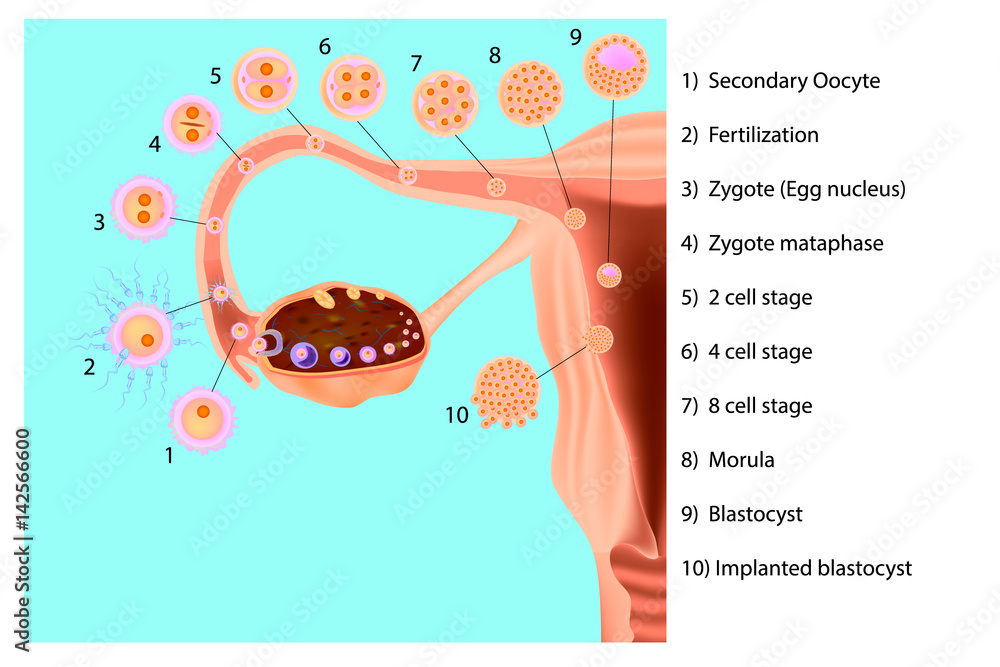 Ovulation. Implantation (human embryo). Fertilization. The Female ...