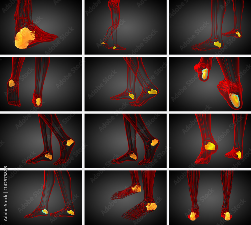 3d rendering medical illustration of the calcaneus bone Stock ...