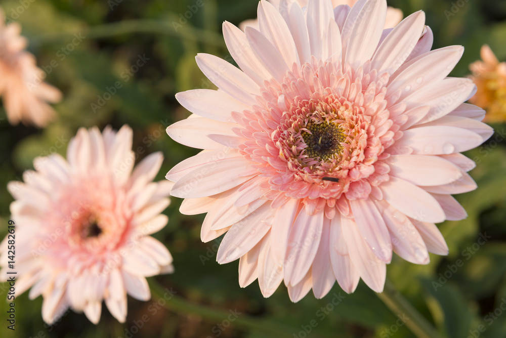 Bright Pink Gerber Daisy