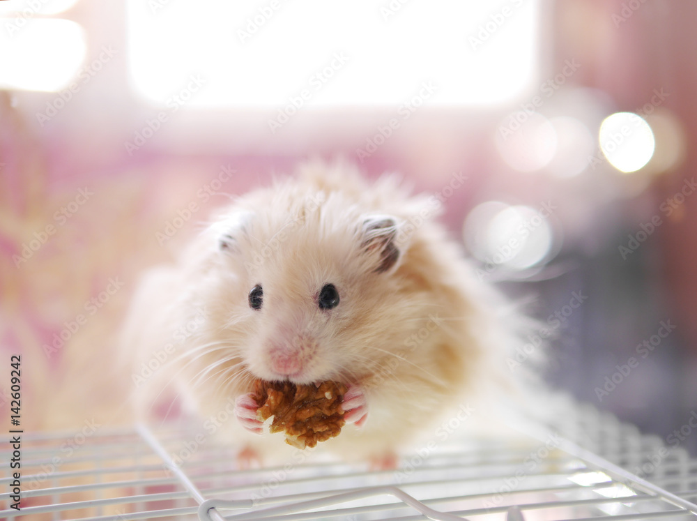 Funny fluffy hamster is eating a nut. Stock Photo | Adobe Stock