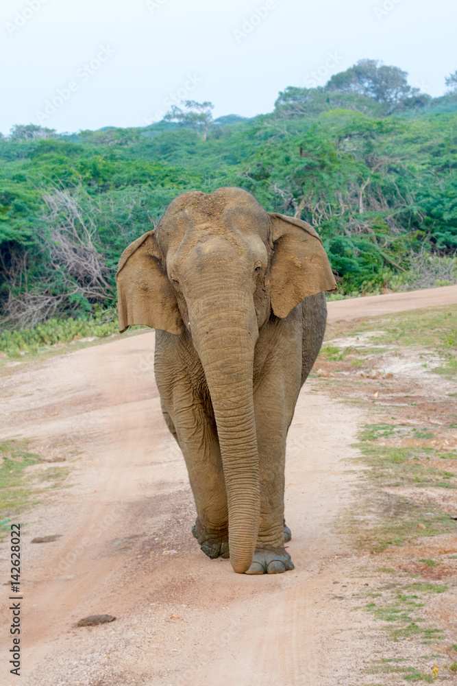 Wild Elephant In Yala National Park, Yala Is The Most Visited And ...