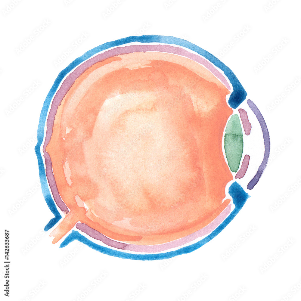 Abstract scheme of human eye anatomy painted in watercolor on clean ...