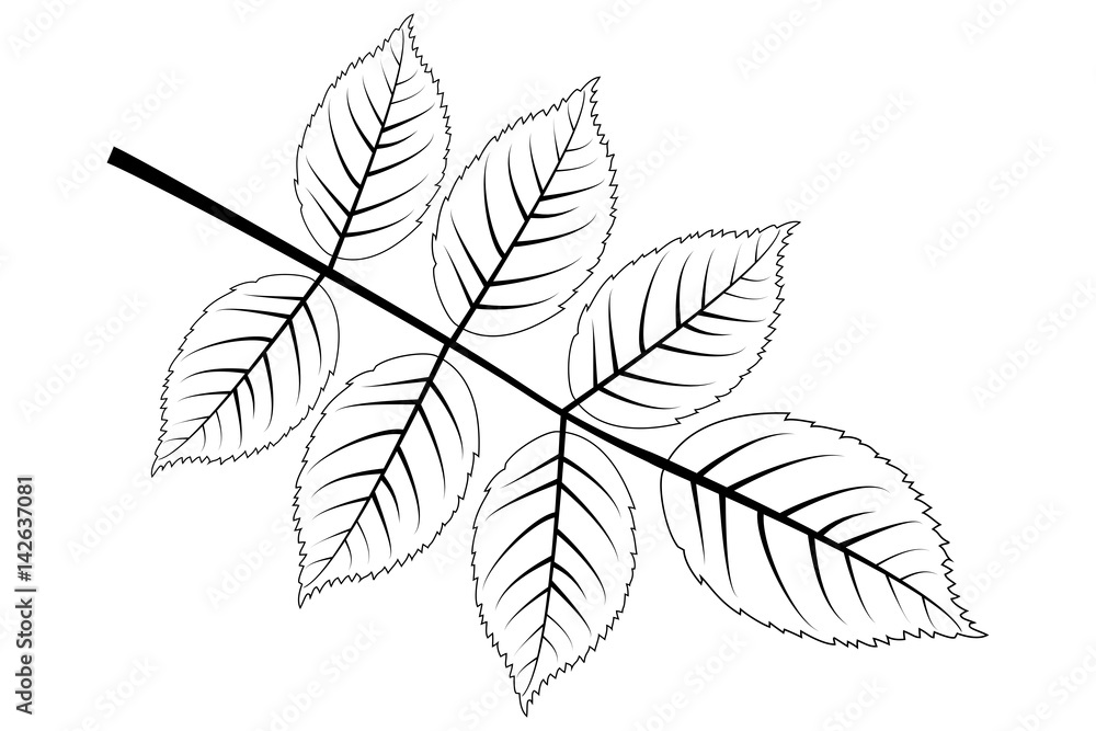 walnut - leaf vector illustration , Stock Vector | Adobe Stock