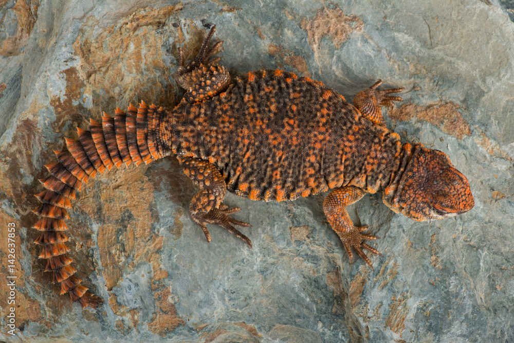 Saharan Spiny Tailed Lizard (Uromastyx Geyri)/Overhead view of ...