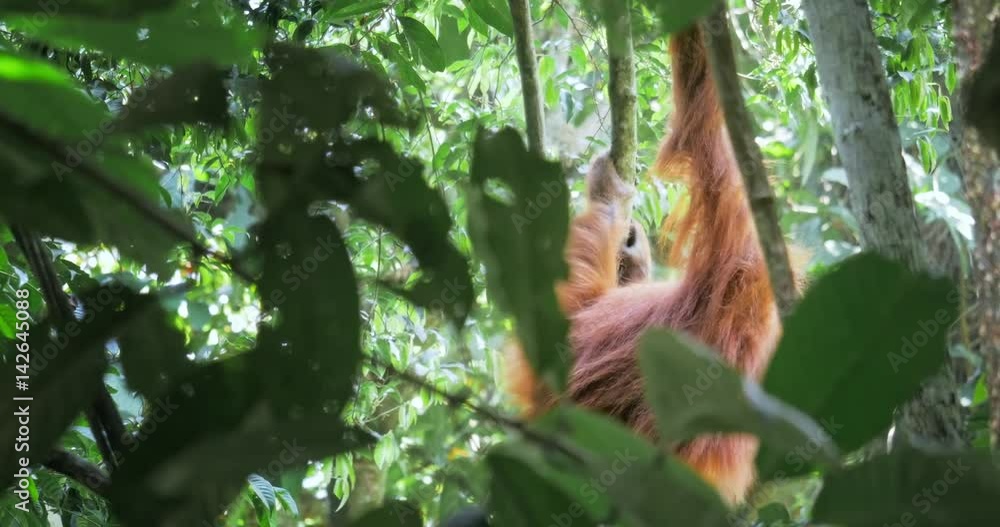 Wild adult orangutan in sumatran jungle forest canopy. Rainforest ...