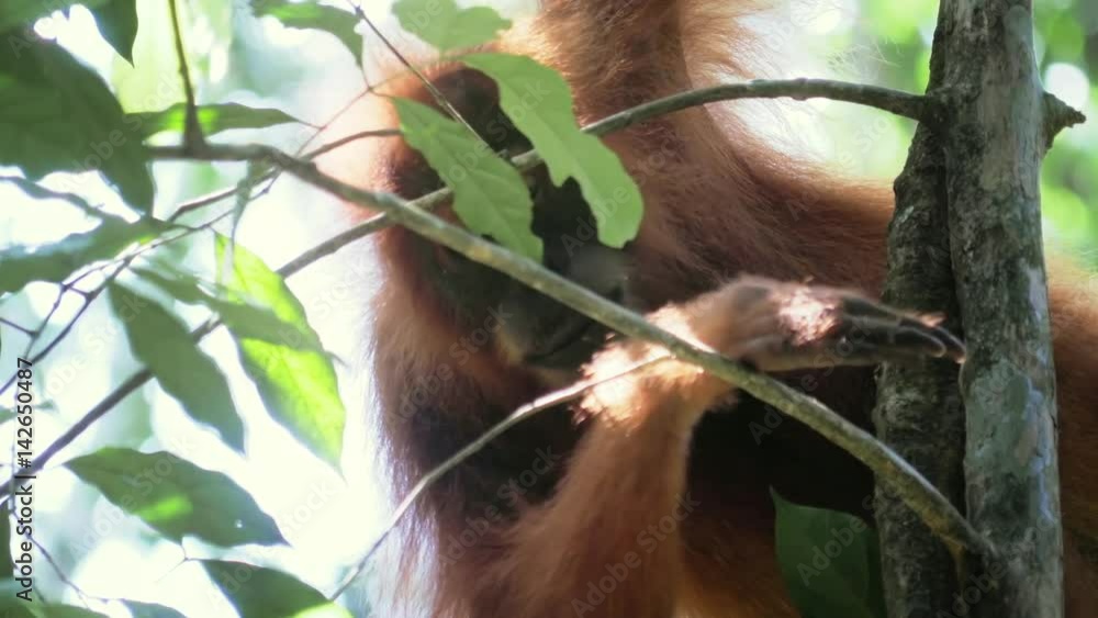 Sumatra rainforest wildlife. Curious orangutan monkey looking from tree ...
