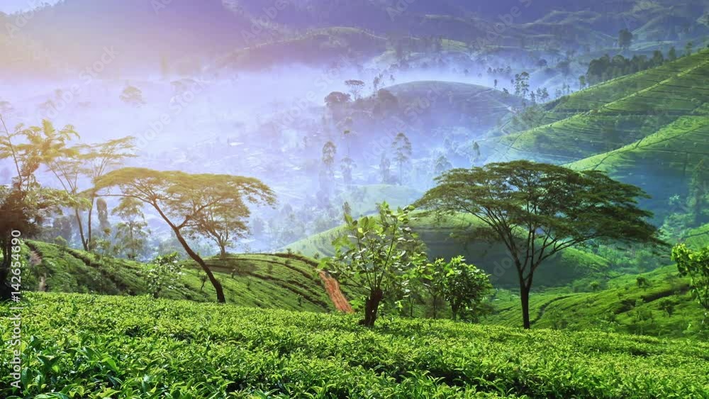 Nuwara Eliya tea plantation in Sri Lanka. Beautiful rural countryside ...