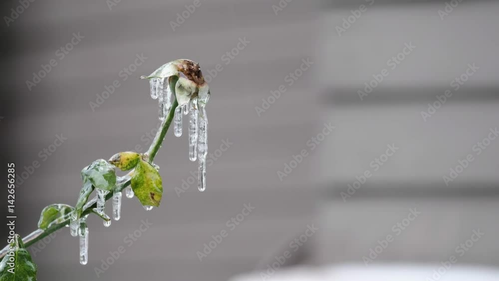 Flowers Coated in Ice Stock Video | Adobe Stock