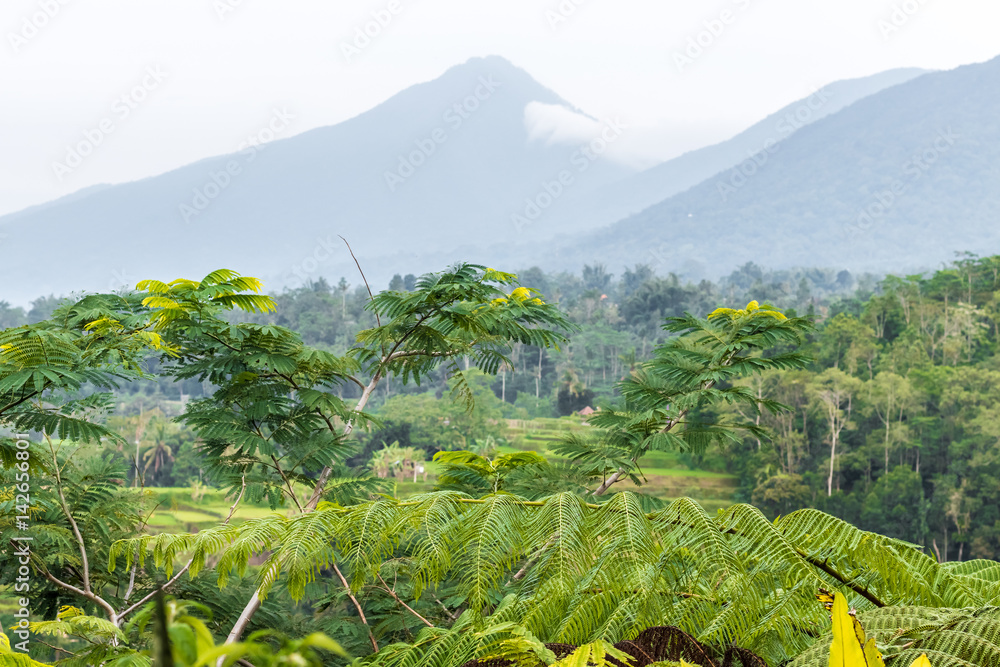Tropical nature landscape of Bali island, Indonesia. North of Bali ...