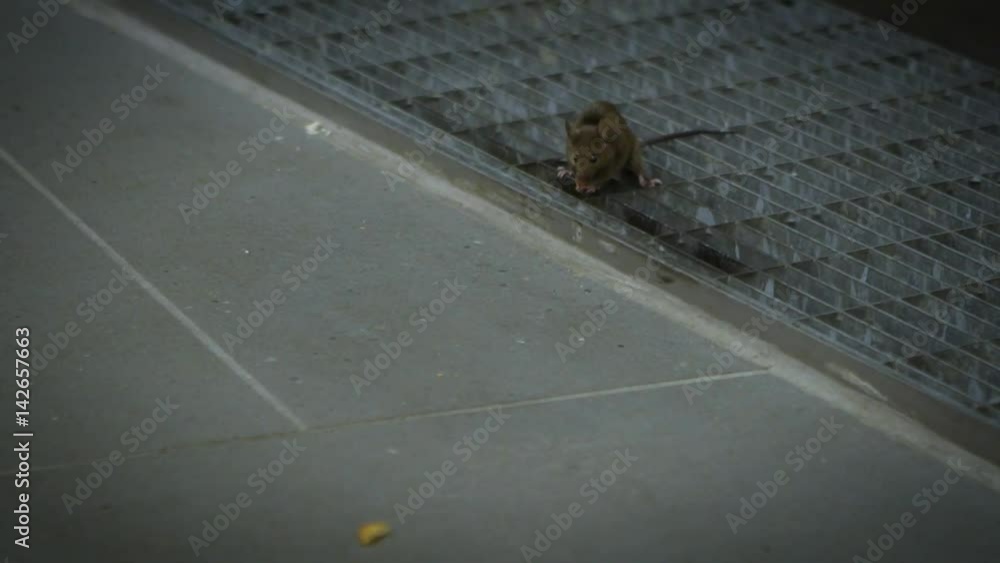4K the house mouse sneaking eating meal on the metal floor grille of ...