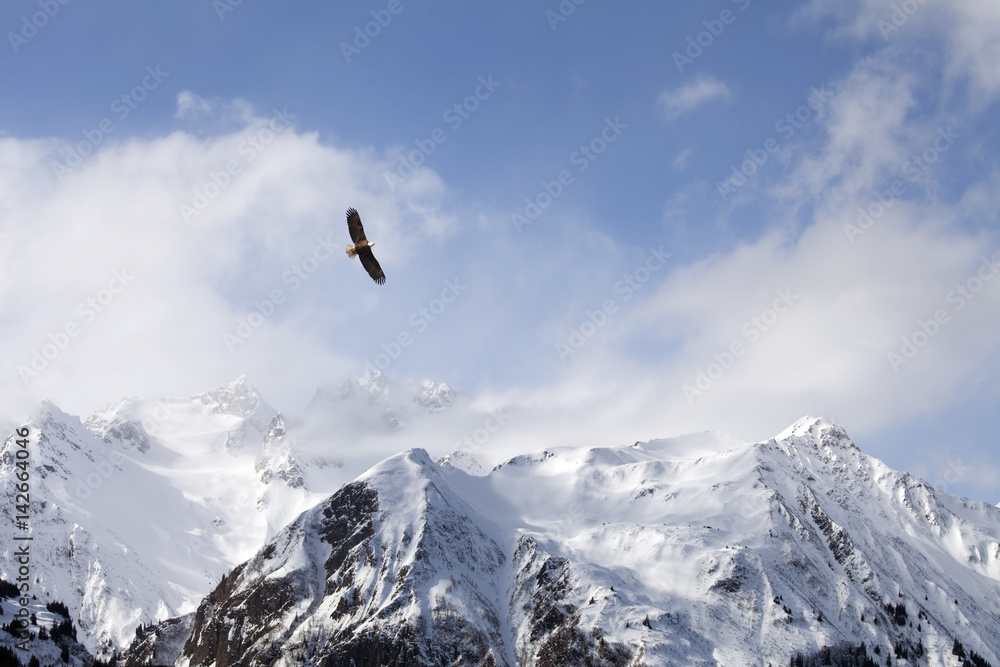 Bald eagle over mountains Stock Photo | Adobe Stock
