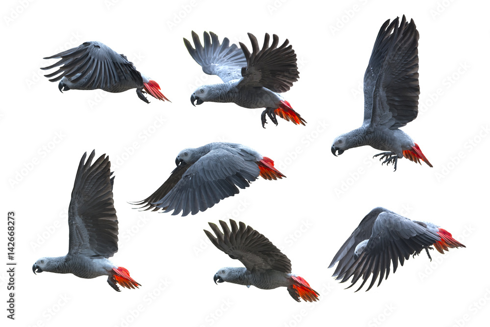 African Grey Parrot Flying