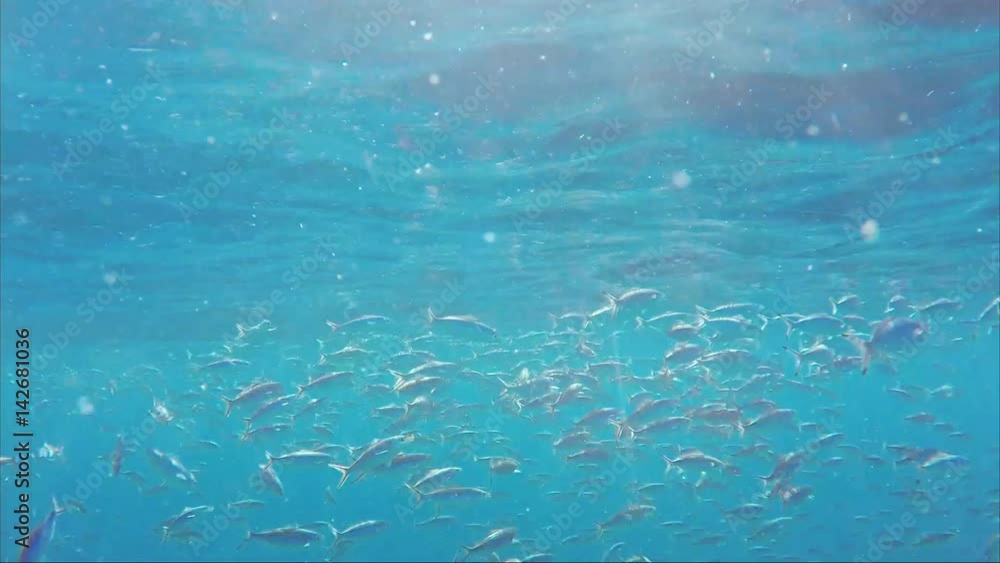 A flock of Red Sea Flusilier fish feeds on plankton in the sun. The ...