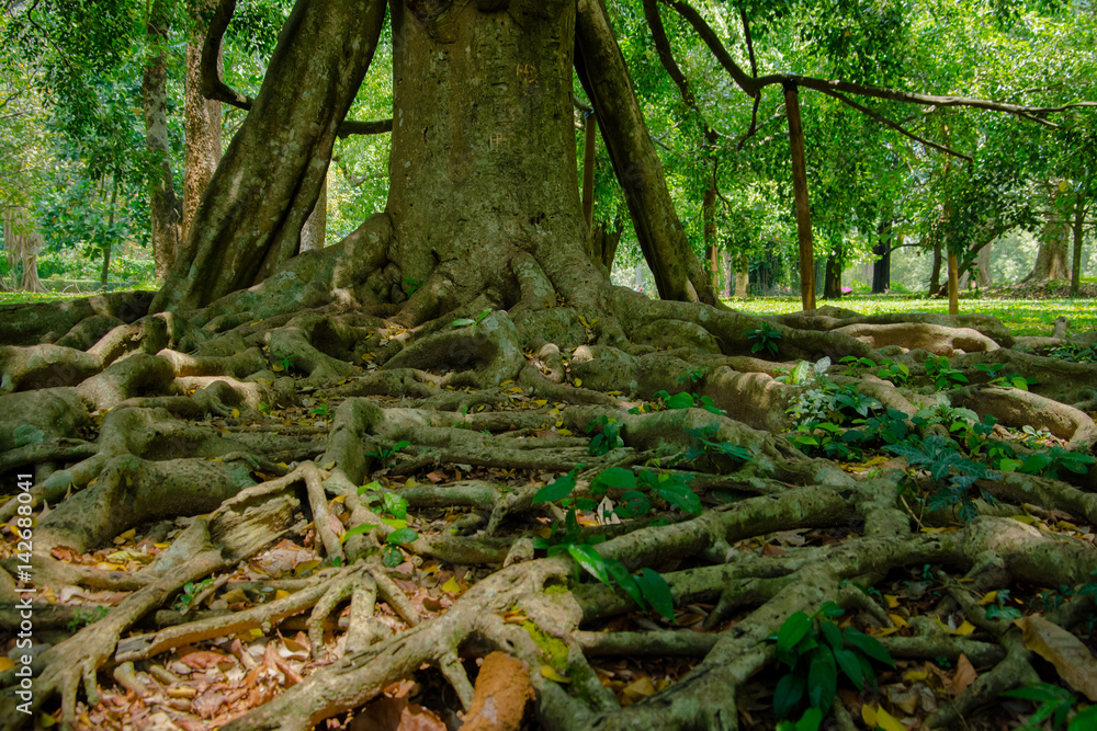 Royal Botanical Garden Peradeniya, Sri Lanka. The Botanical Garden ...
