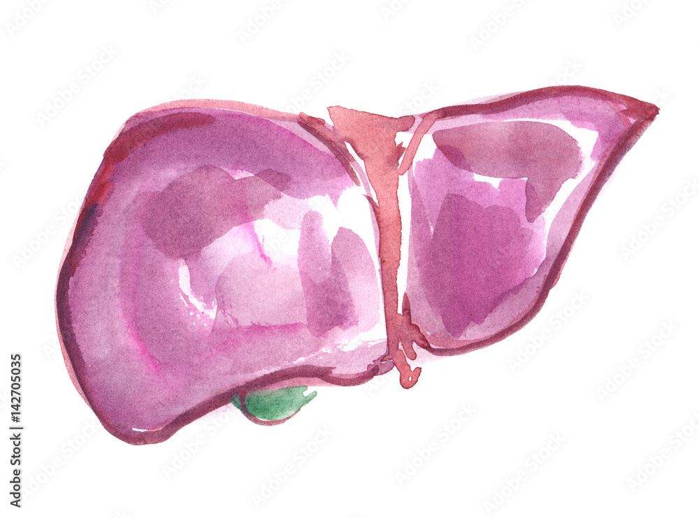 Abstract anatomical scheme of healthy human liver painted in watercolor ...