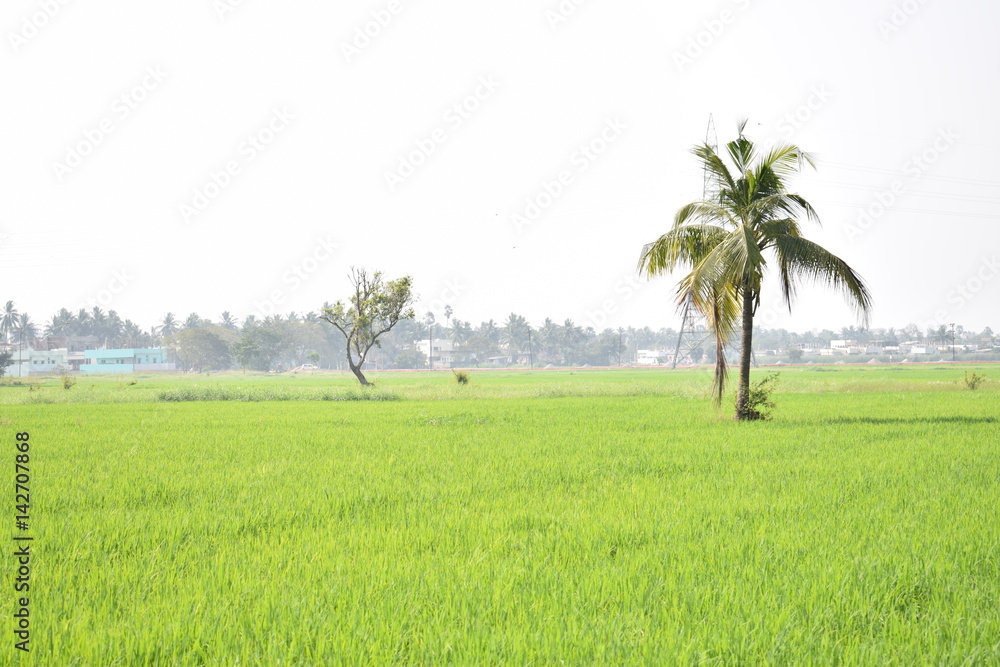 Landscape, nature, Godavari districts, paddy fields, greenery Stock ...