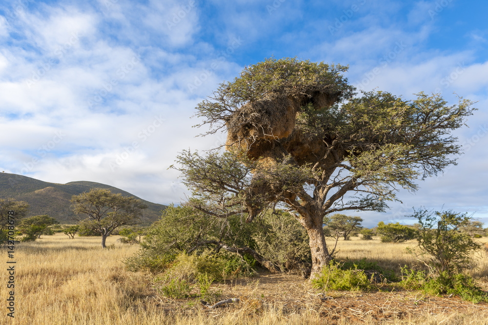 Sociable weaver, common social weaver, social weaver (Philetairus ...