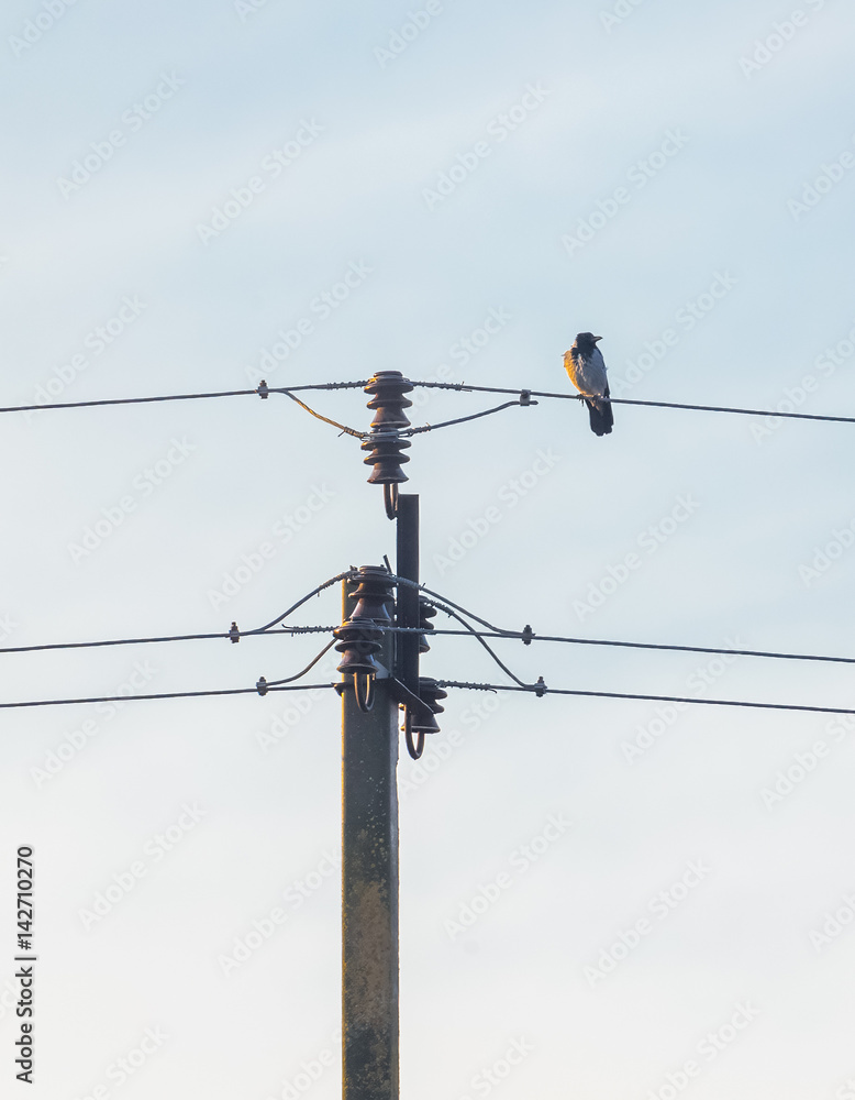 Crow sitting on electrical cable in the Delta of the Volga River ...