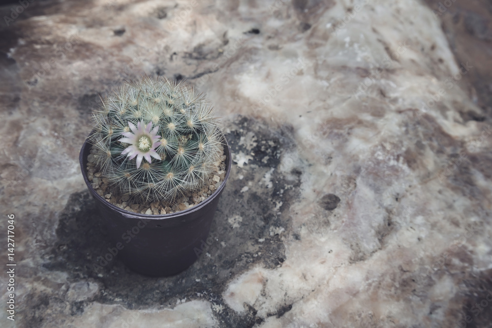 Cactus Stock Photo | Adobe Stock
