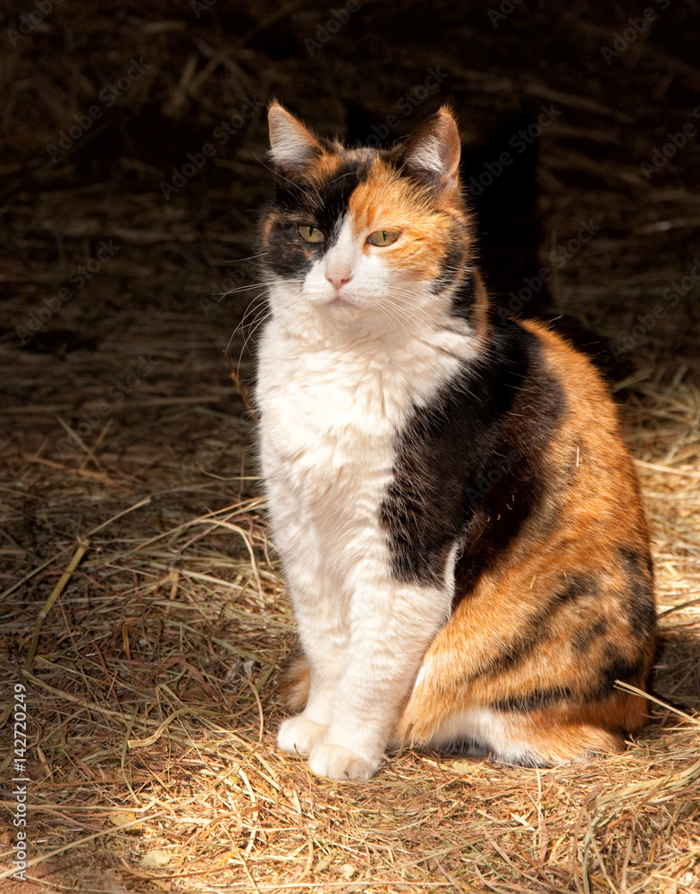 Beautiful calico cat against dark background, spot lit by skylight ...