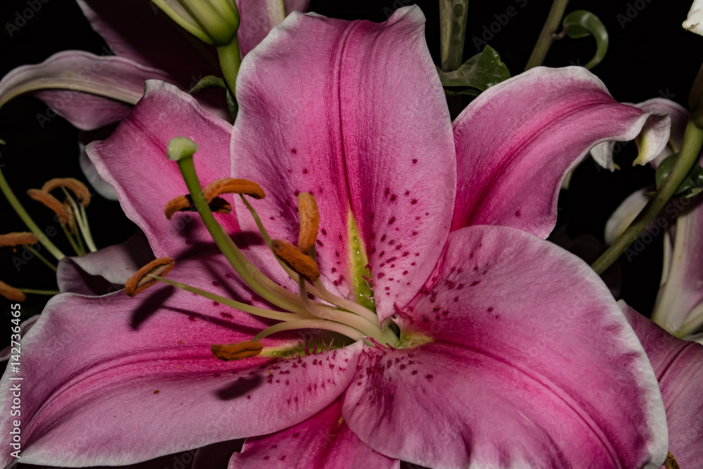 flor Stock Photo | Adobe Stock