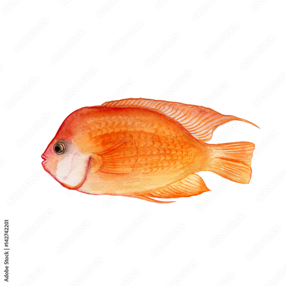 Watercolor closeup portrait of Blood parrot cichlid or Red parrot fish ...
