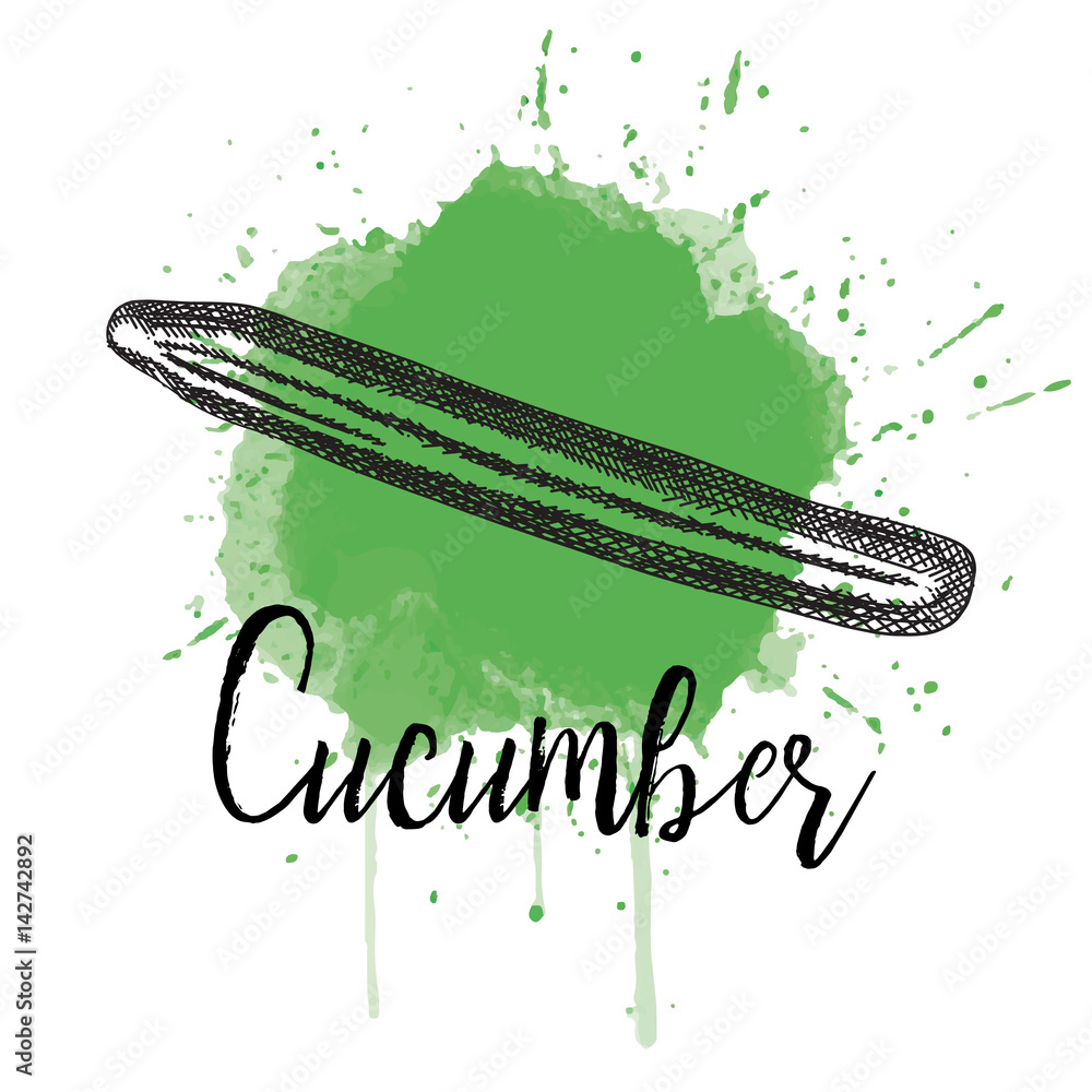 Vector illustration of a cucumber in hand drawn graphics depicted on a ...