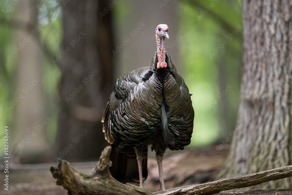 Male Wild Turkey with Beard Stock Photo | Adobe Stock