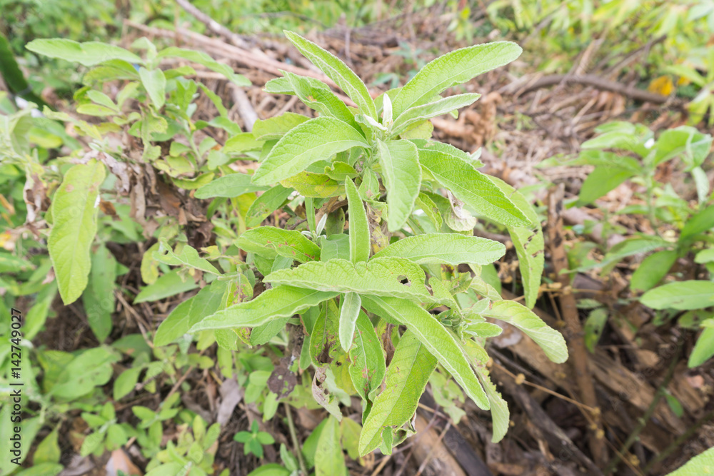 Sambong Plant Medicinal Tea Philippines Stock Photo Adobe Stock