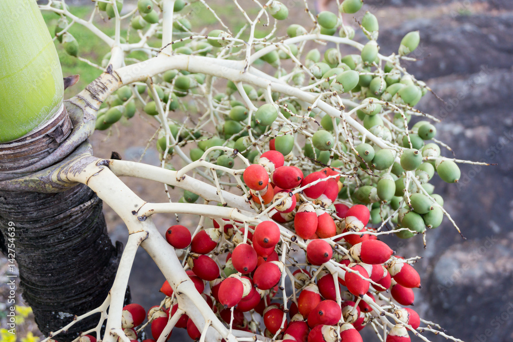 Red and green fruits of a palm tree in the Philippines Stock Photo ...