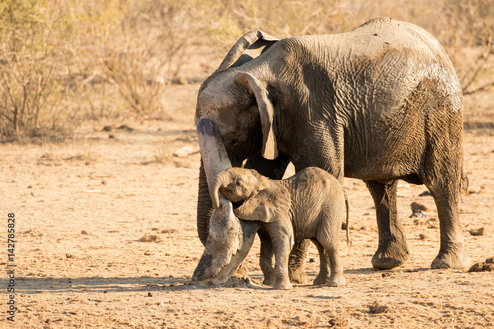 Mother and baby elephant rubbing on a dead tree stump Stock Photo ...