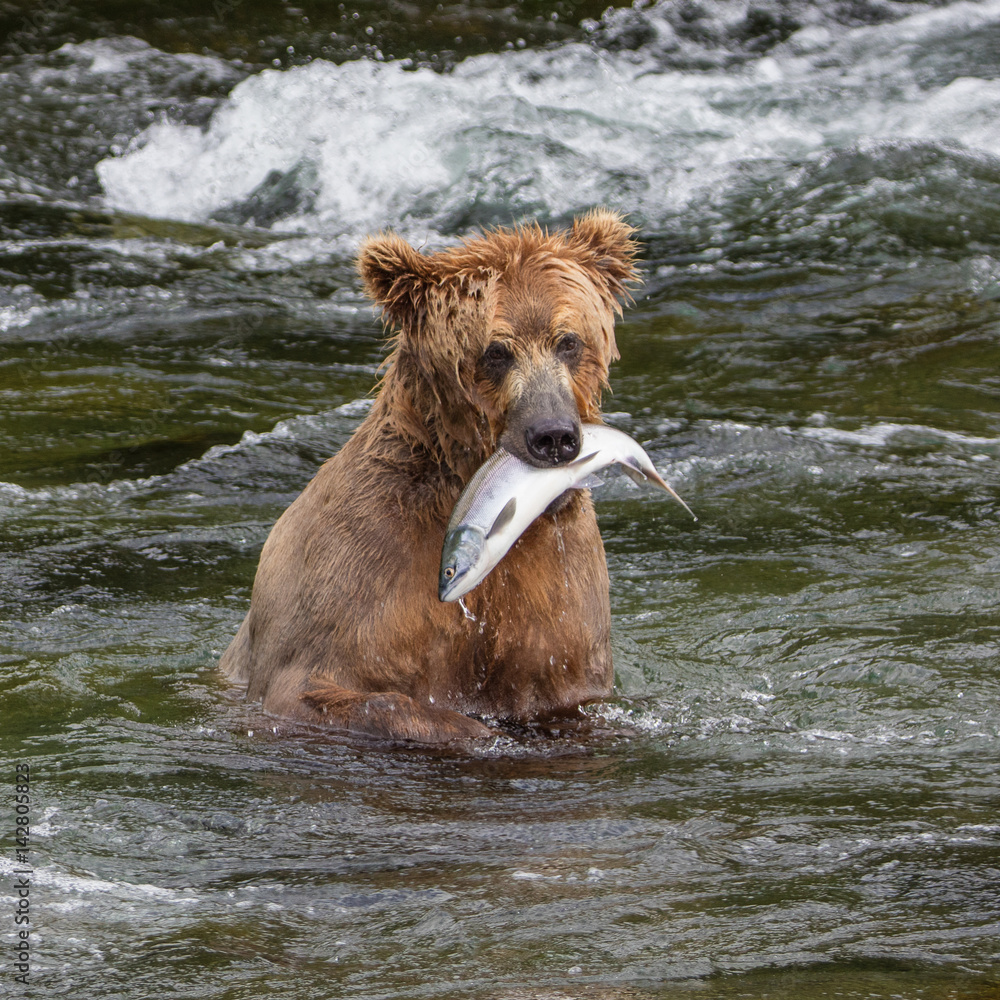 Big Brown Grizzly Bear with Salmon Fish in its mouth Stock Photo ...