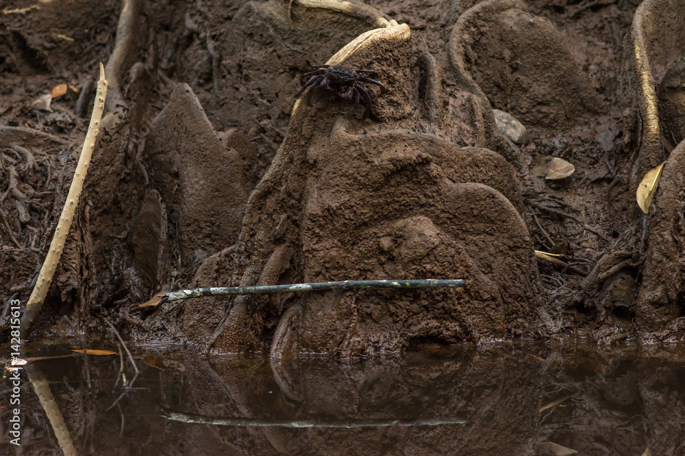A mangroves swap crab stands on top of some tree roots on the banks of ...