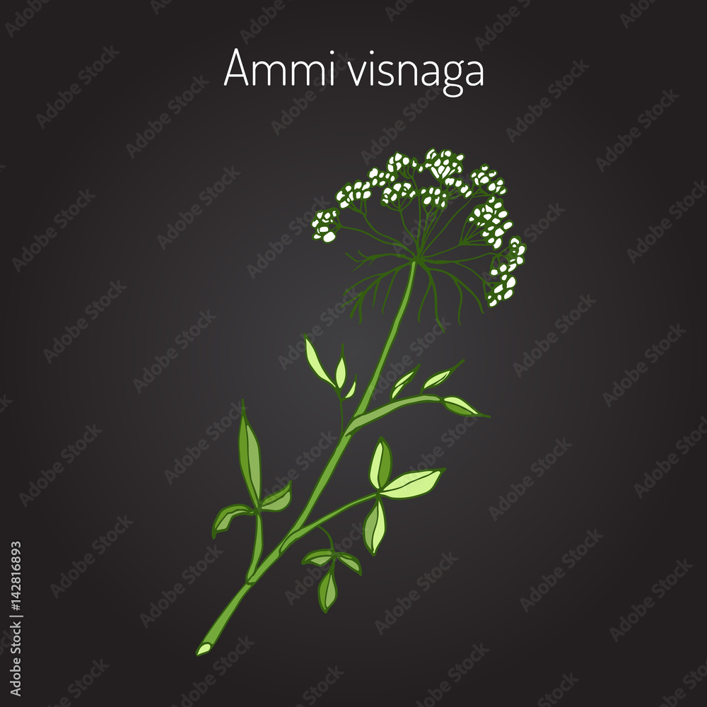 Ammi visnaga aromatic plant Stock-Vektorgrafik | Adobe Stock