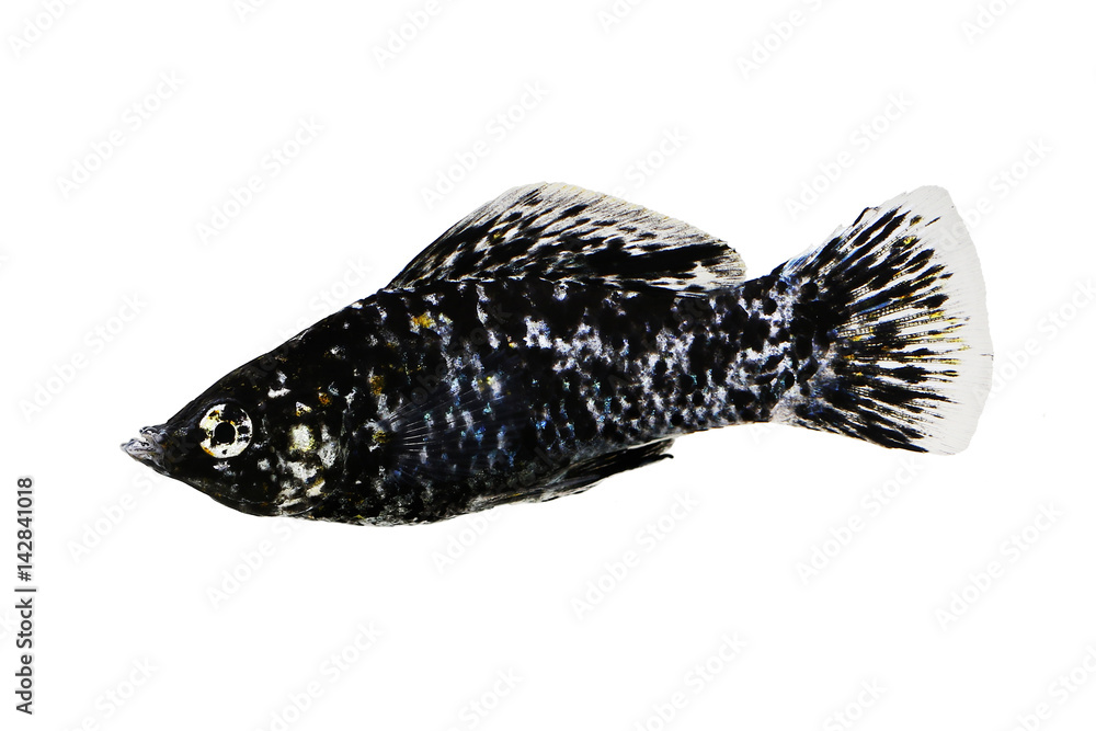 Black And White Molly Fish