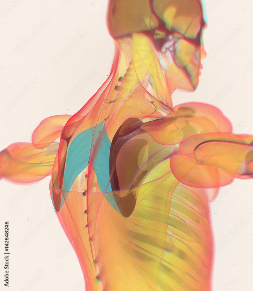 Anatomy muscle body. Rhomboid Major.Human body xray scan. 3D ...
