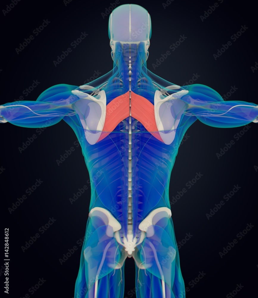 Anatomy muscle body. Rhomboid Major.Human body xray scan. 3D ...