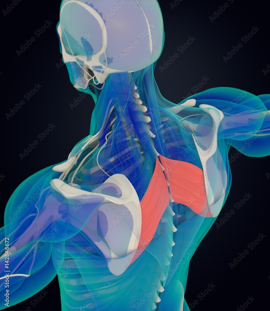 Anatomy muscle body. Rhomboid Major.Human body xray scan. 3D ...
