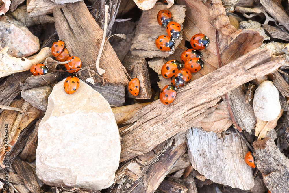 Ladybugs clustered on a mulched area in the fall. slight motion blur on ...
