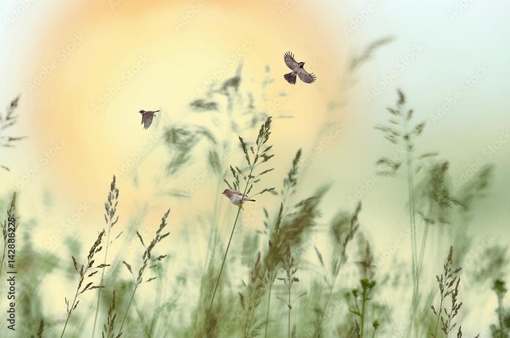 Birds Rising Photography