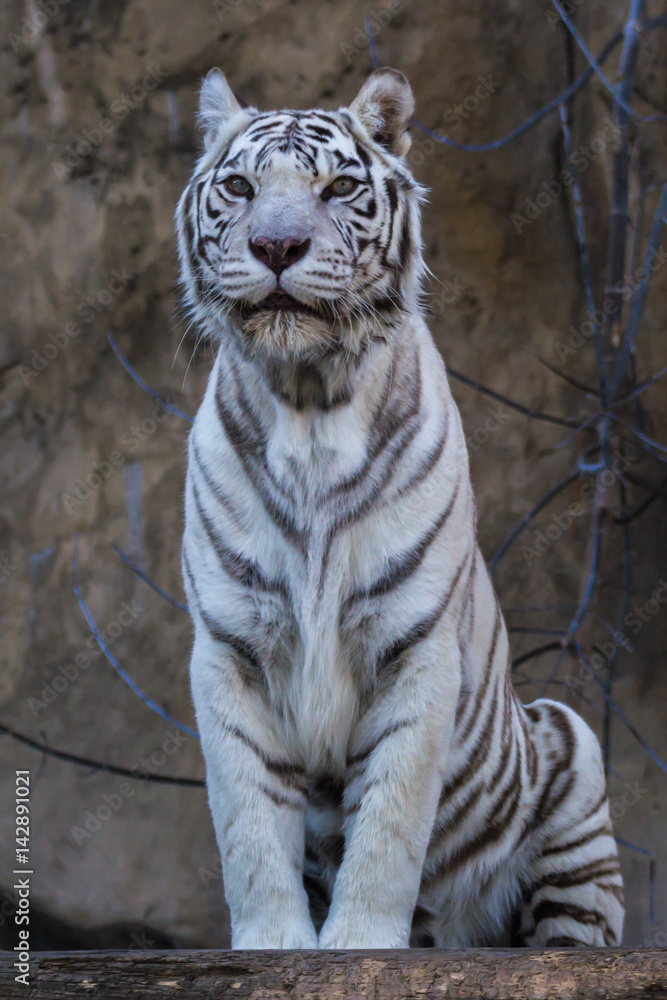 White tiger - Bengal tiger species with a congenital mutation. The ...