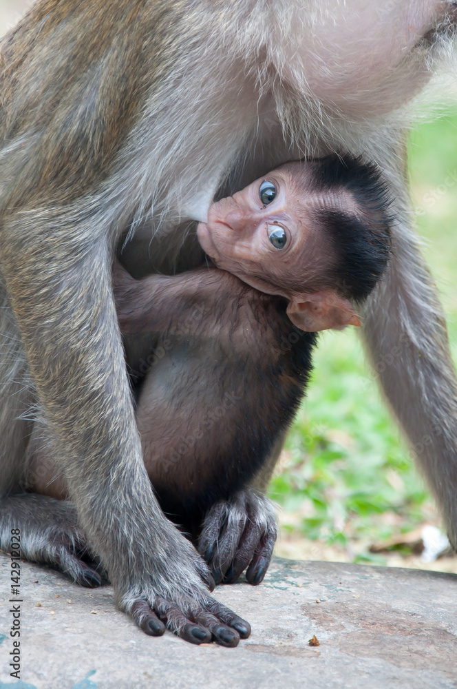 Bebé mono Stock Photo | Adobe Stock