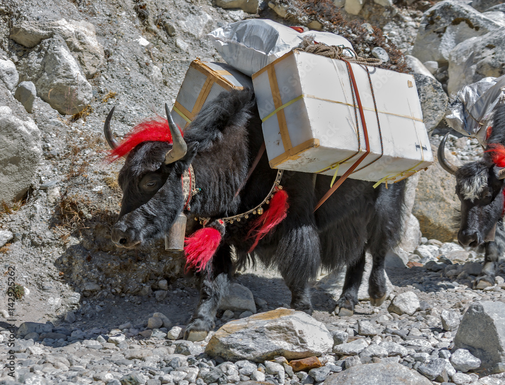 Yak caravan near Dusa village - Everest region, Nepal Stock Photo ...